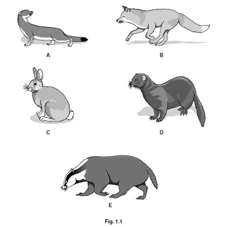 Igcse Biology 0610 1 2 Concept And Uses Of Classification Systems Igcse Style Questions Paper 4