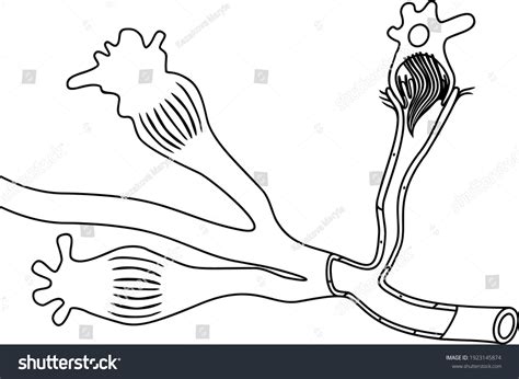 Coloring Page Flatworm Flame Cell Structure เวกเตอร์สต็อก ปลอดค่าลิขสิทธิ์ 1923145874