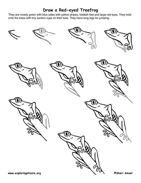 Green Tree Frog Drawing At PaintingValley Com Explore Collection Of Green Tree Frog Drawing