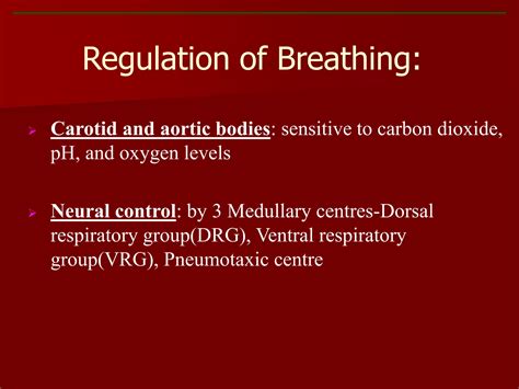 Respiratory System Ppt Ppt