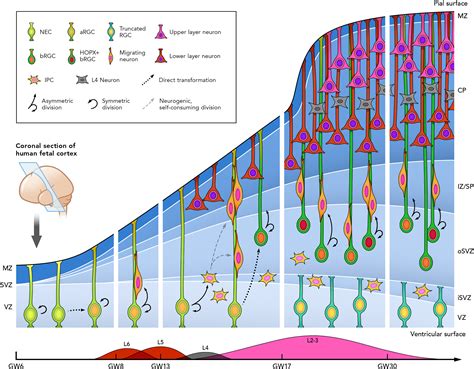 Shaping The Brain The Emergence Of Cortical Structure And Folding Developmental Cell