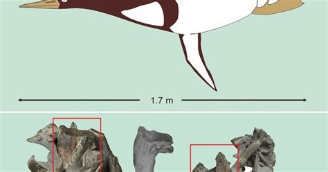 Species New To Science [paleoornithology • 2017] Kumimanu Biceae • A
