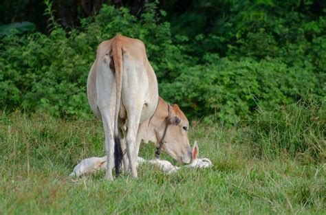 Free Photo Closeup Of A Cow Kissing A Cattle On A Field During Daylight