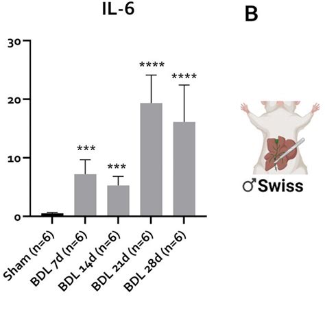 Plasma Cytokine Levels Post Bdl In C57bl6j And Swiss Mice Plasma