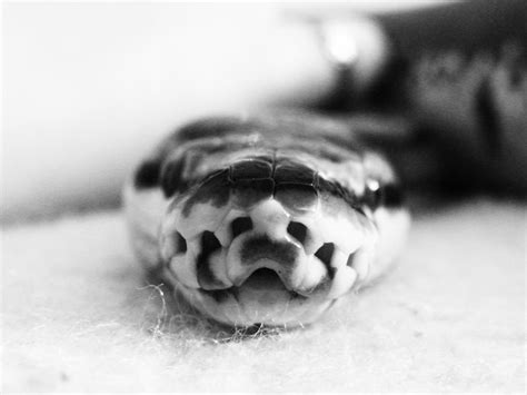 Aprende a programar con el libro Algoritmos y Programación I con lenguaje Python La mirada