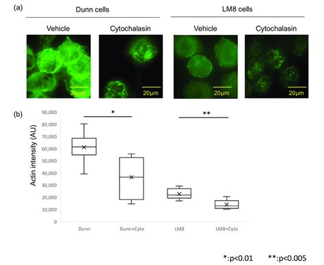 Actin Polymerization And Intensity With Or Without Cytochalasin A Download Scientific