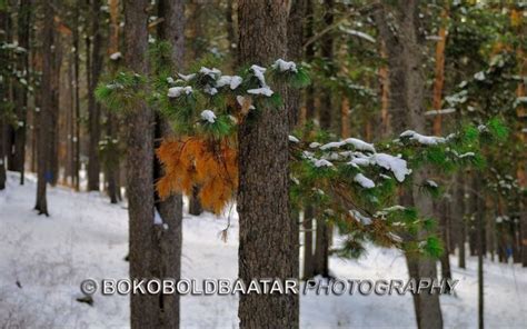 Lkhagvajav Ariunbold On Linkedin Өглөөний мэнд Богд Уул Нүхтийн ам