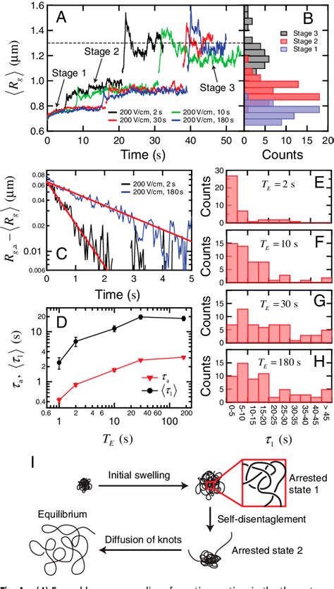 Figure 4 From Compression And Self Entanglement Of Single Dna Molecules