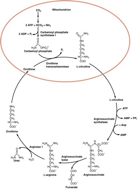 Urea Cycle