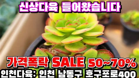 인천다육 🧊가격폭락 50~70 Sale💥헐값에 대폭 인하해서 쎄일판매합니다 🏡인천 남동구 호구포로400 ☎️ 010 5316