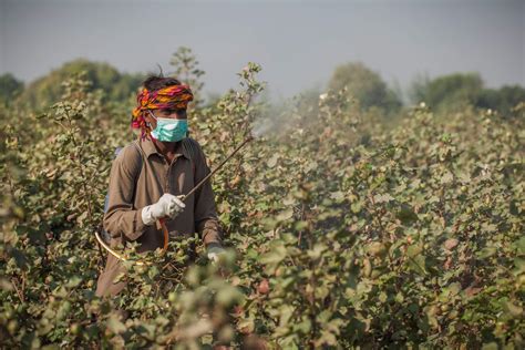 Microbial Biopesticides Beginners Guide Bioprotection Portal