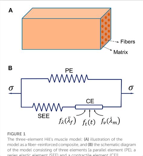 Figure 1 From Modeling Of Active Skeletal Muscles A 3d Continuum Approach Incorporating
