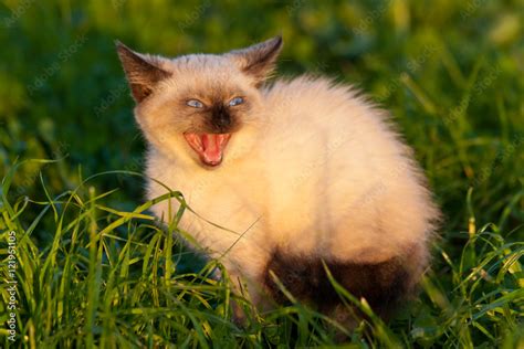 Seven Weeks Old Scared Siamese Kitten Angry Hissing In A Hot Late