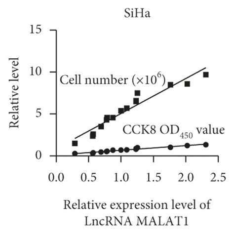 Lncrna Malat1 Elevates The Proliferation Of Cervical Tumor Cells A
