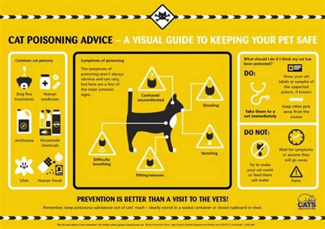 How To Recognise Cat Poisoning Symptoms And What To Do Blog