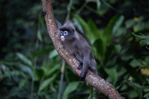Indochinese Grey Langur Trachypithecus Crepusculus