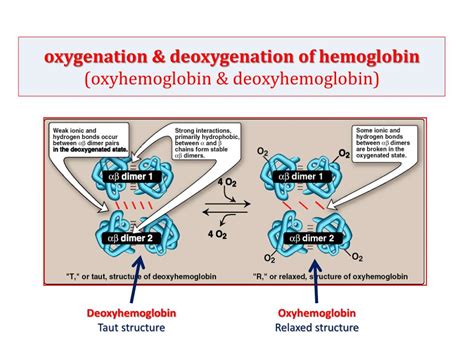 Ppt Hemoglobin Structure And Function Powerpoint Presentation Free Download Id 3042287
