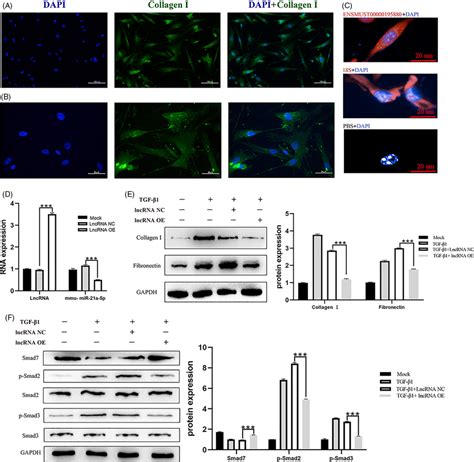 The Validation Of Regulatory Network In Vitro The Identification Of Download Scientific Diagram