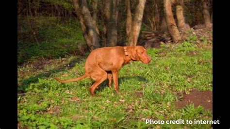 Tapeworm Sa Aso Purga Bulate Sa Pwet Tapeworm Sa Aso By 𝐃𝐨𝐜 𝐌𝐉