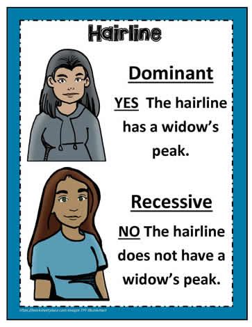 Dominant And Recessive Poster 8 Worksheets