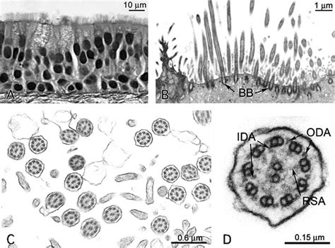 Ciliated Epithelial Cell Microscope