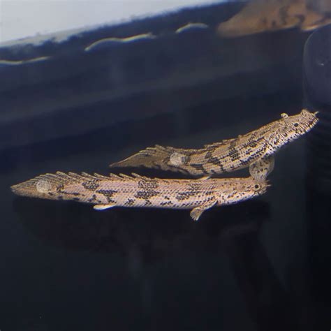 ปลาโคเมทหางยาว ไซร้2นิ้ว มีประกันสินค้าคะ Line Shopping