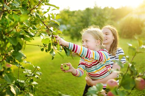 귀여운 어린 소녀들이 여름날 사과나무 과수원에서 사과를 수확하고 있다 정원에서 과일을 따는 아이들 어린 아이들을 위한 신선한 건강 식품 따기에 대한 스톡 사진 및 기타