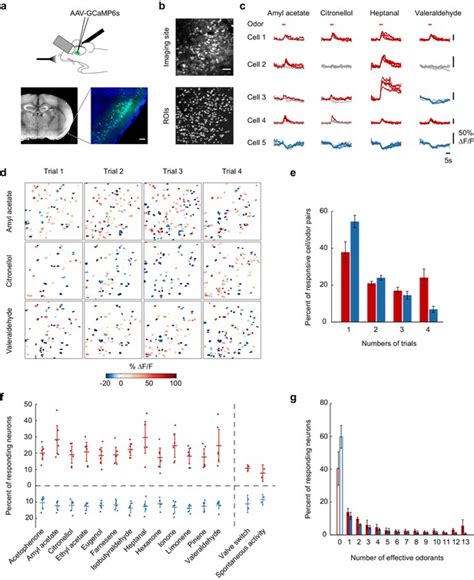 Figures And Data In Odor Identity Coding By Distributed Ensembles Of