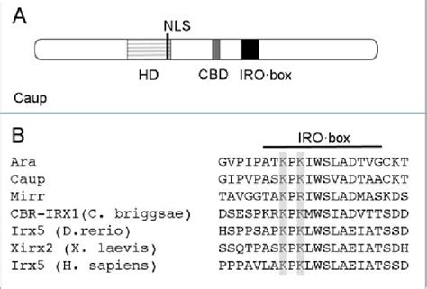 A Domain Structure Of Drosophila Caup The Evolutionary Conserved Download Scientific Diagram