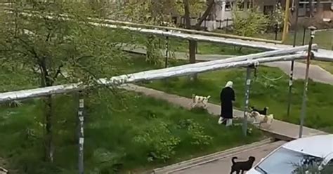 В Ташкенте стая собак напала на девушку — что будет с животными и кто в ответе за проблему