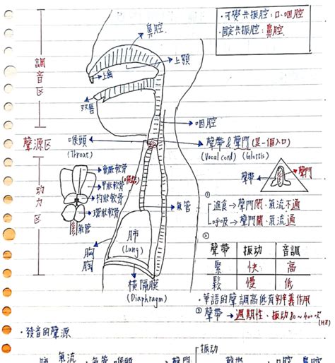 華語語音學 Chapter 2 發音機制