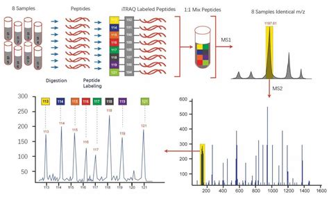Comparison Of Five Commonly Used Quantitative Proteomics Analysis Methods By Prime Jones Medium
