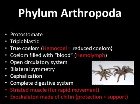 Phylum Arthropoda Subphylum Crustacea Phylum Arthropoda Arthro Joint