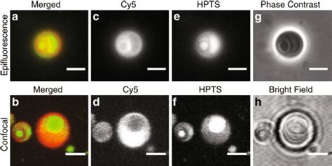 Poly Ethylene Glycol Peg Dextran Phase Separated Droplets Download Scientific Diagram