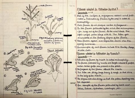 Pollination By Wind And Insect Pdf Plants Biological Interactions