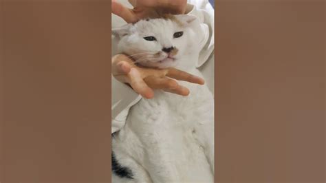 꽃 챌린지에 갇힌 고양이😾ㅋㅋㅋㅋㅋㅋㅋㅋ Youtube