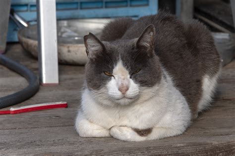 焼けぼっくいに火 一日一猫