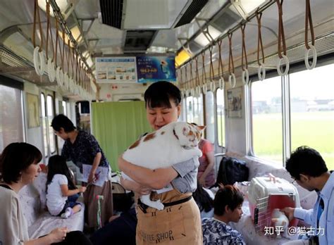 日本火车上的猫咖——全球首列“猫咪列车”，30只猫陪伴你的旅程 知乎