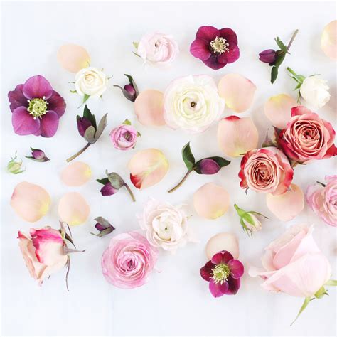 Цветы ридикулус - 68 фото