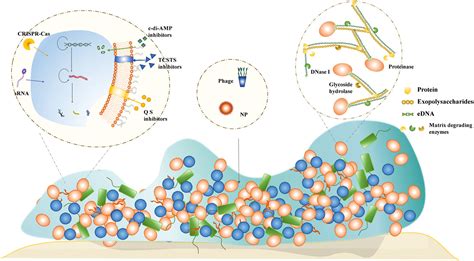 Strategies For Streptococcus Mutans Biofilm Dispersal Through