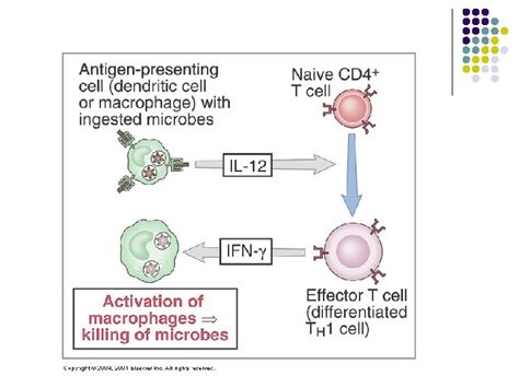 Pathways Of Antigen Processing And Presentation Activation Of