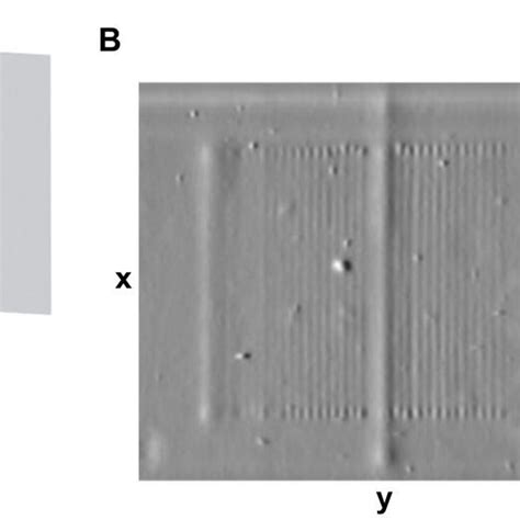 Fabrication Of A Butterfly Of Tunable Feature Sizes With Ucnp Assisted Download Scientific