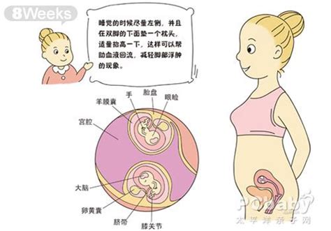双胞胎胎儿发育图 科普图库 亲子图库 太平洋亲子网