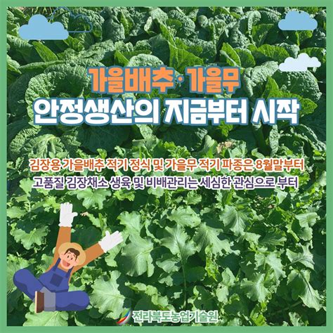 전북특별자치도농업기술원 가을배추・가을무 안정생산의 지금부터 시작 김장용 가을배추 적기 정식 및