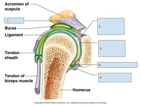Joint Labeling Flashcards Quizlet