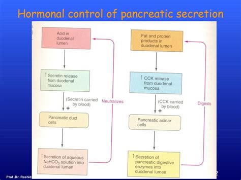 Stages And Regulation Of Pancreatic Secretion