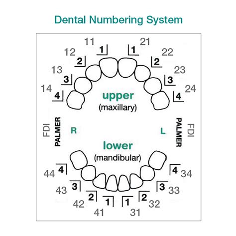 Orthodontic Tooth Numbering System At Megan Babed Blog