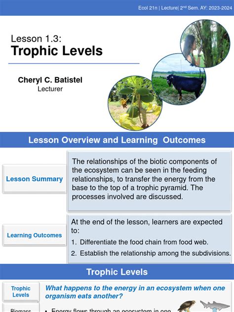 Lesson 1 3 Trophic Levels Pdf Food Web Primary Production