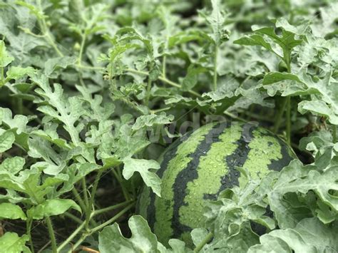 과일 수박 여름 수박밭 여름과일 사진 이미지 일러스트 캘리그라피 개코아빠작가