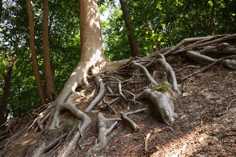 Tree Roots Visible Through Ground In Forest Stock Photo Image Of